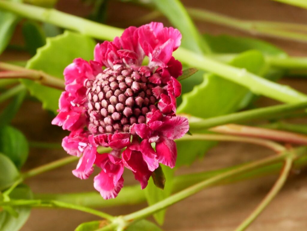 What's in Season - August Flowers - Clodhopper Blooms