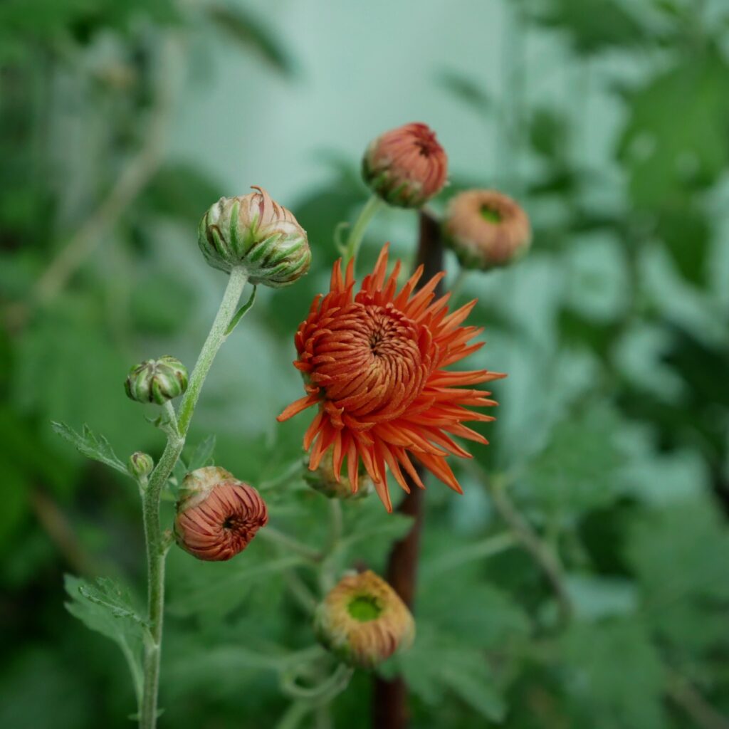 What's in Season - October - Clodhopper Blooms