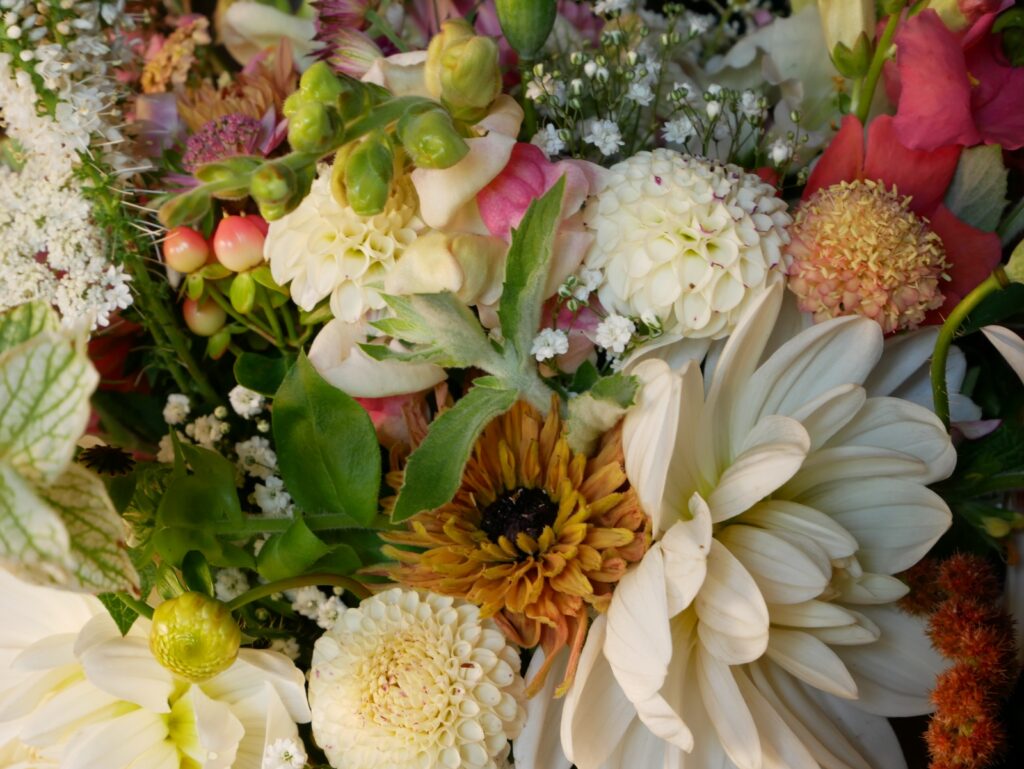 What's in Season - August Flowers - Clodhopper Blooms