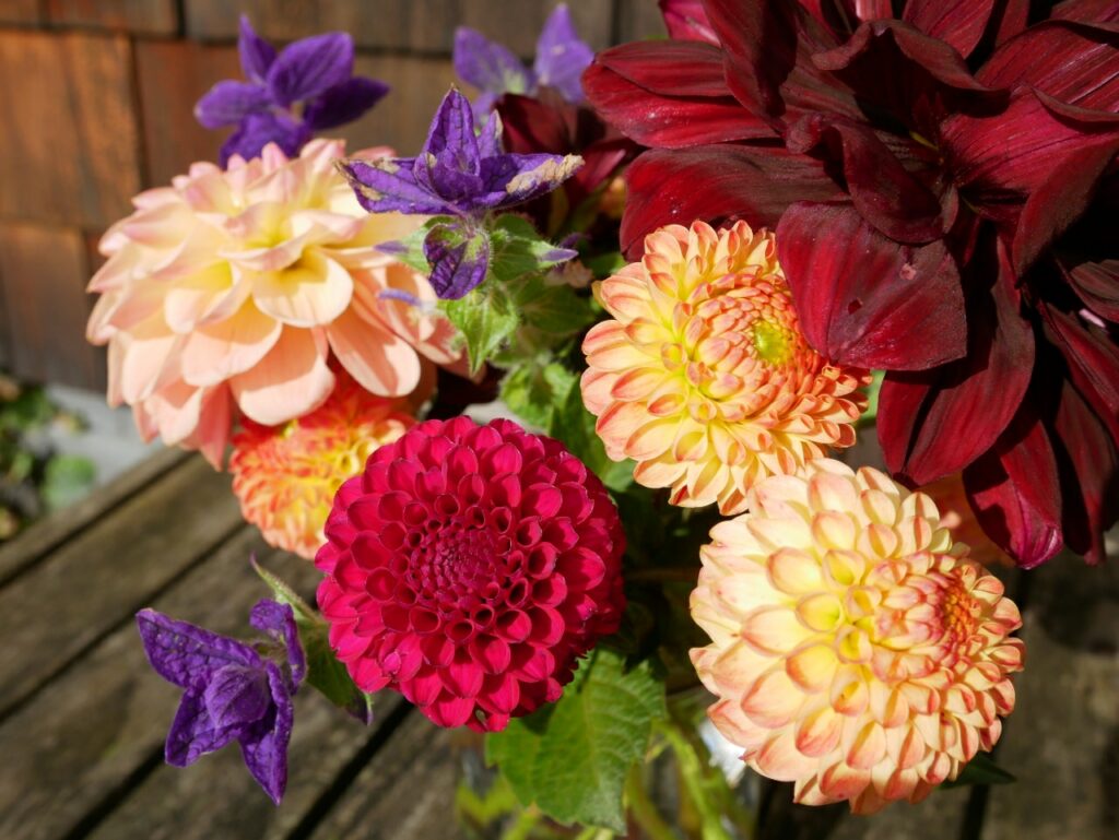 What's in Season - October - Clodhopper Blooms